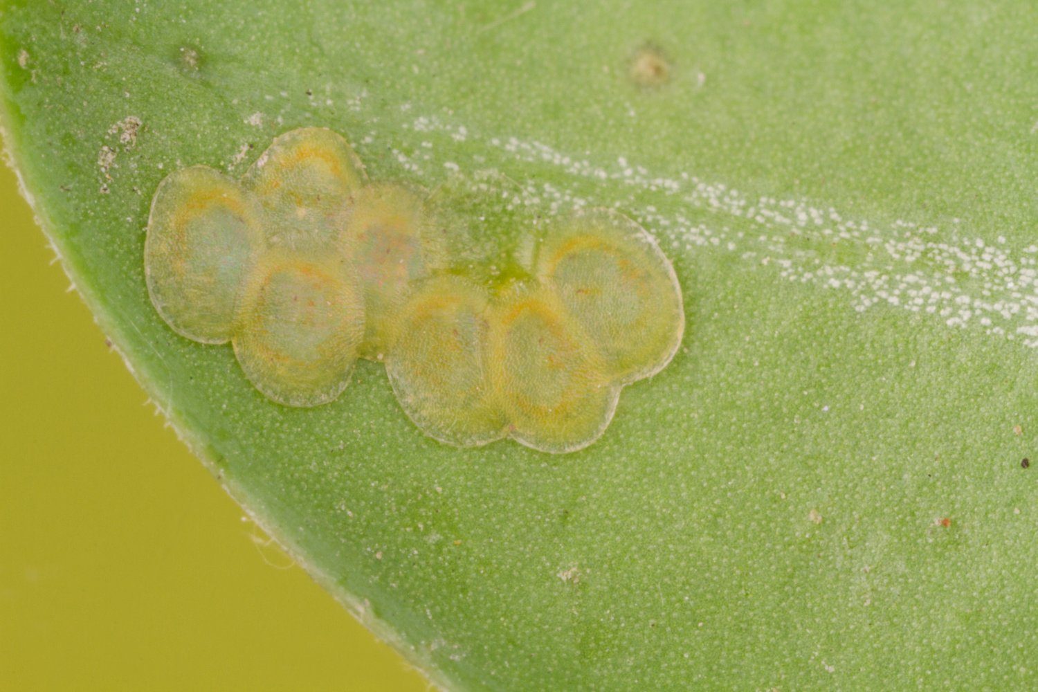 Box Tree Moth & Caterpillar – EBTS UK