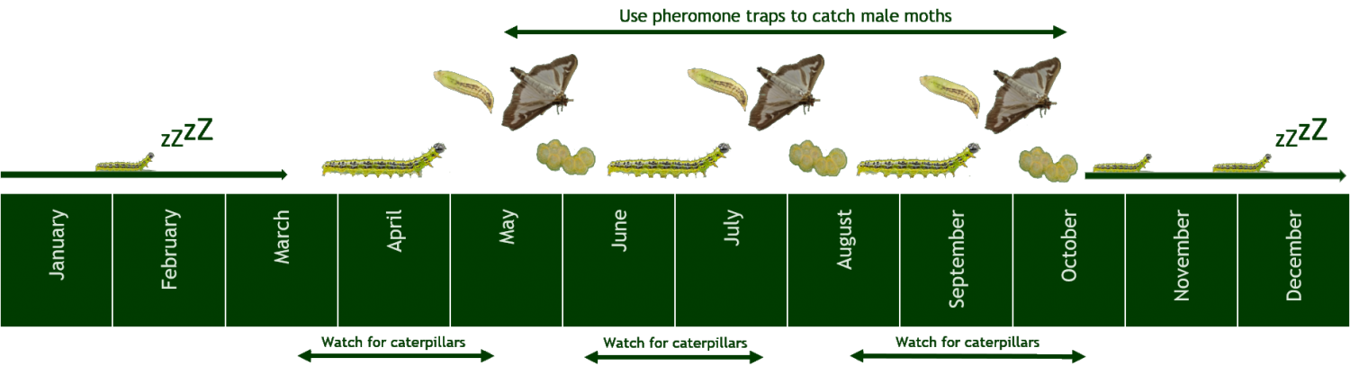 Box Tree Moth Caterpillar EBTS UK Box Tree Moth Caterpillar EBTS UK