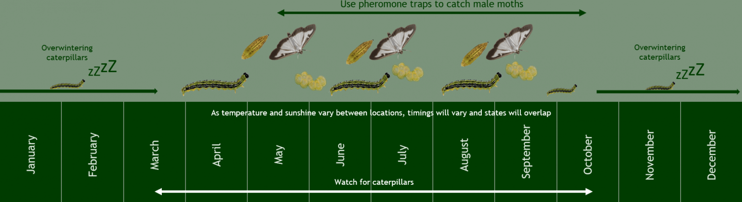 Box Tree Moth & Caterpillar – EBTS UK