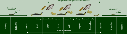 Box Tree Moth & Caterpillar – EBTS UK